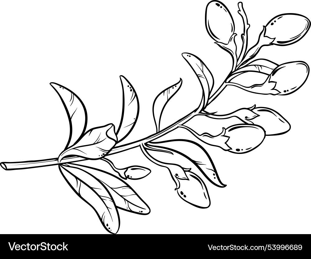 Goji branch isolated outline Royalty Free Vector Image