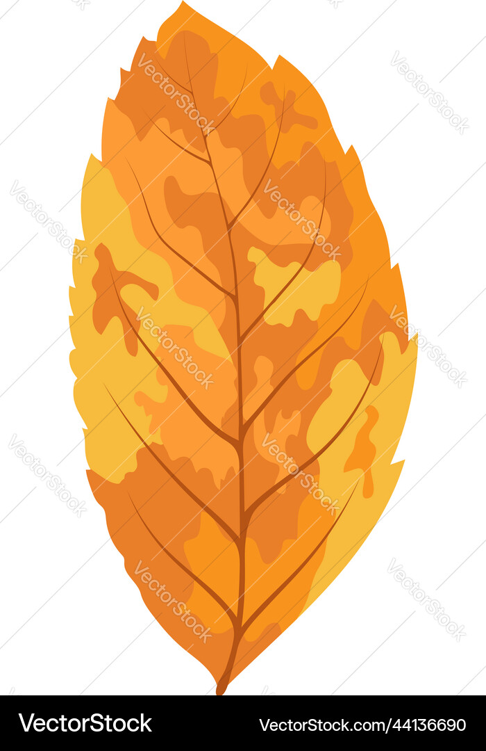 Ash-tree leaf Royalty Free Vector Image - VectorStock
