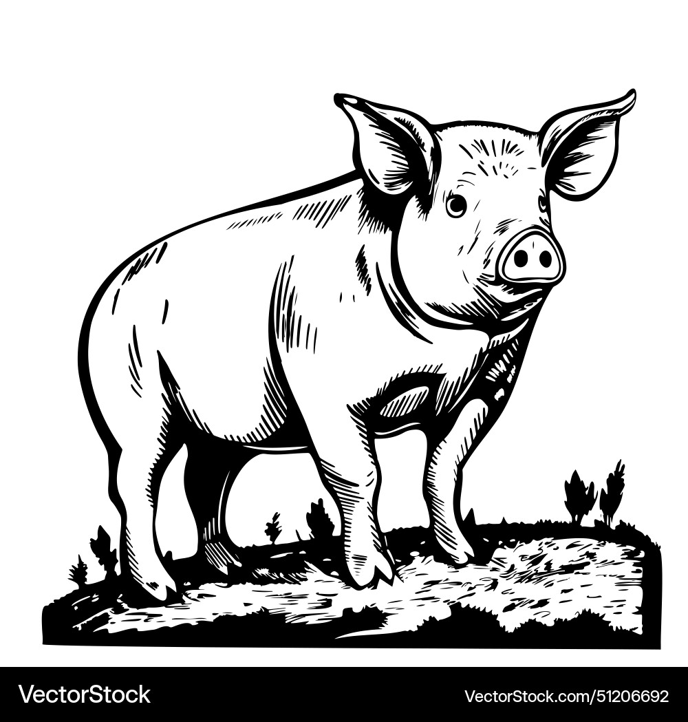 Pig engraving hand drawn Royalty Free Vector Image
