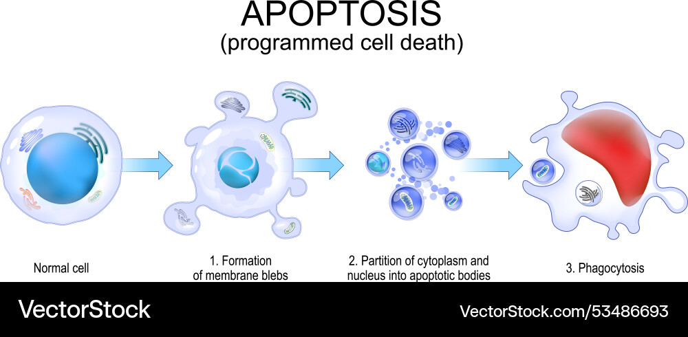 Apoptosis programmed cell death Royalty Free Vector Image