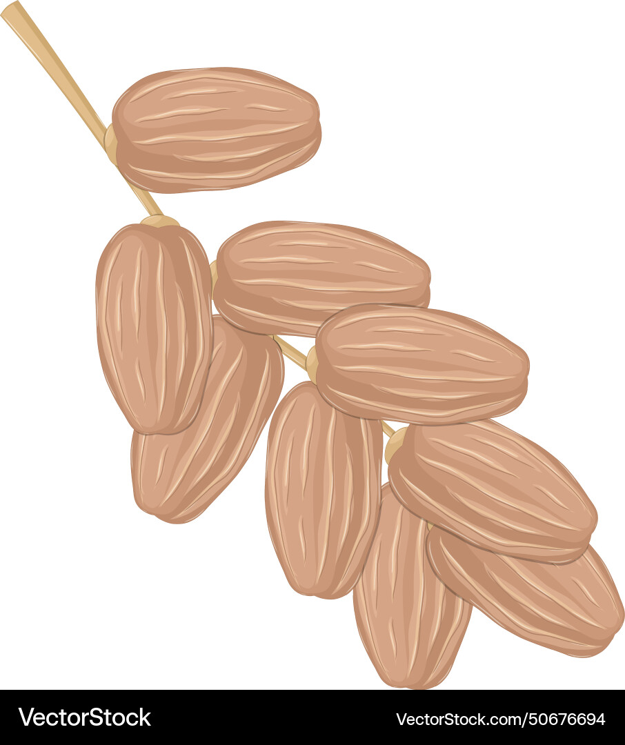 Dates fruit with stalks Royalty Free Vector Image