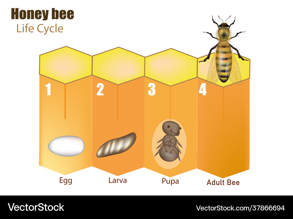 Honey bee life cycle stages development Royalty Free Vector