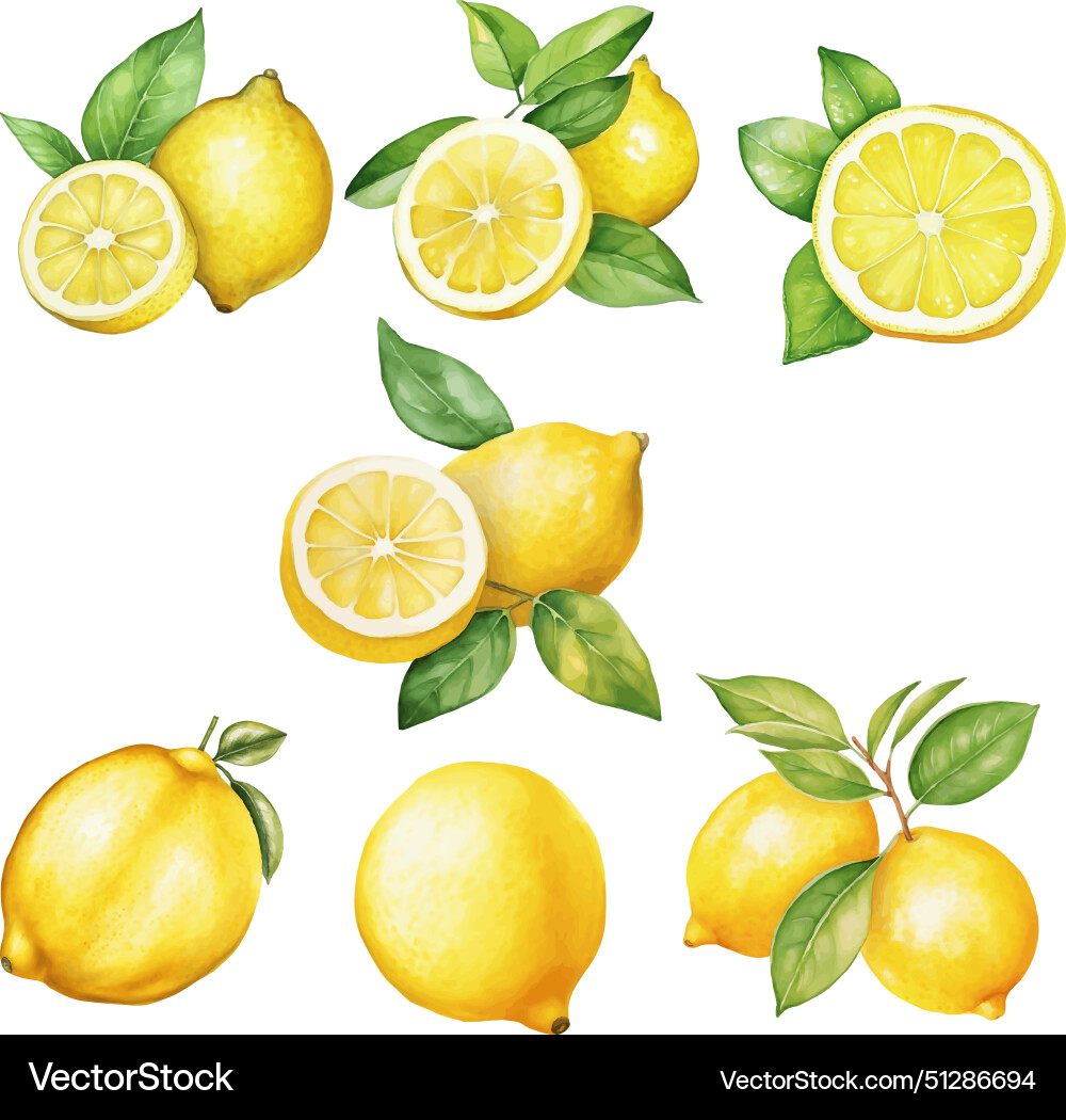 Set of watercolor lemons Royalty Free Vector Image