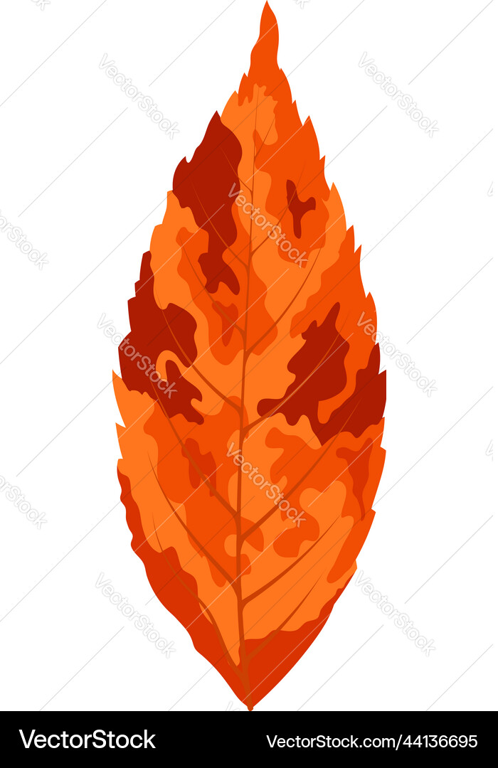 Ash-tree leaf Royalty Free Vector Image - VectorStock