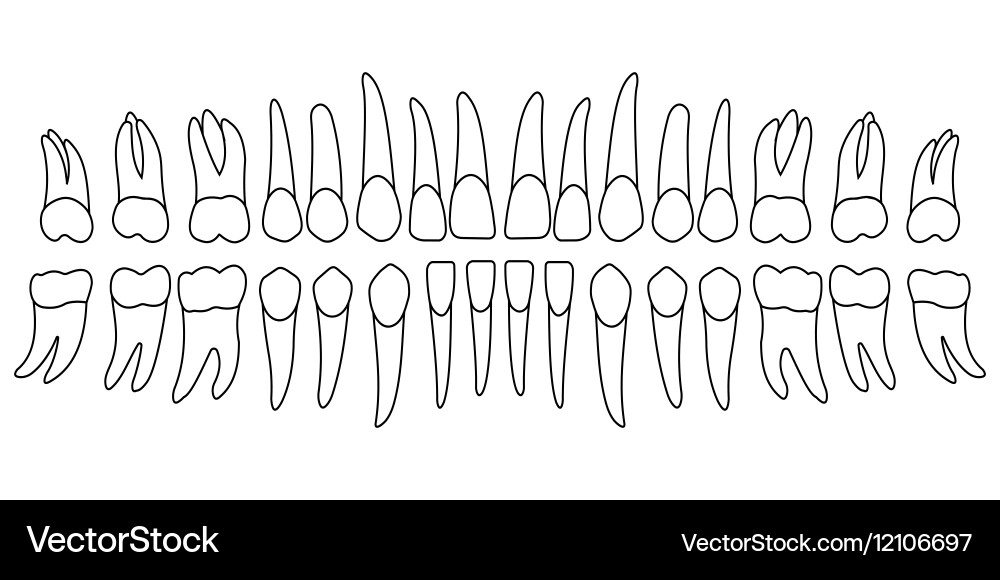 Set of human teeth Royalty Free Vector Image - VectorStock