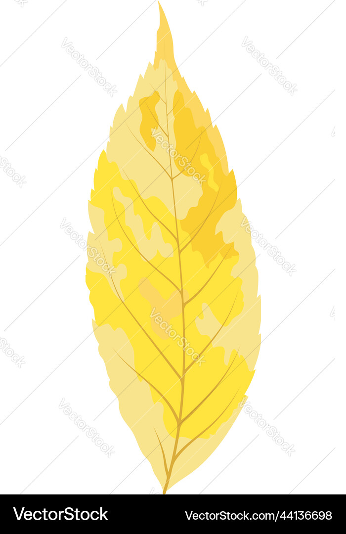 Ash-tree leaf Royalty Free Vector Image - VectorStock