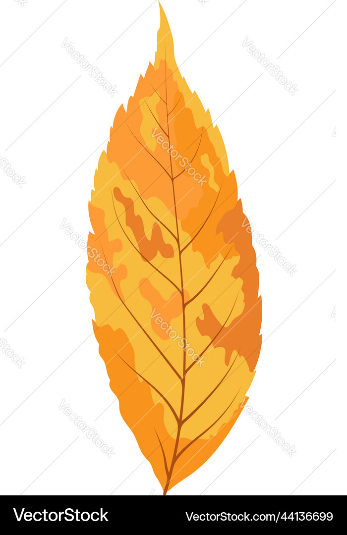 Ash-tree leaf Royalty Free Vector Image - VectorStock