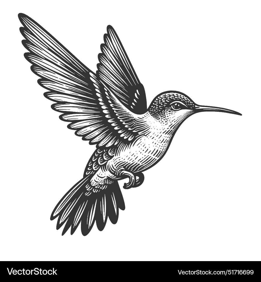 Hummingbird in flight engraving sketch Royalty Free Vector