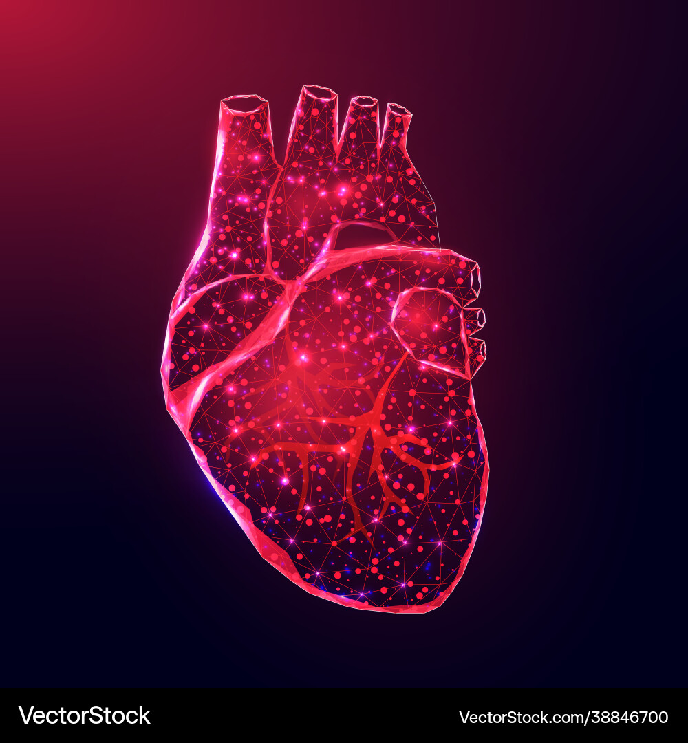 Human heart Royalty Free Vector Image - VectorStock