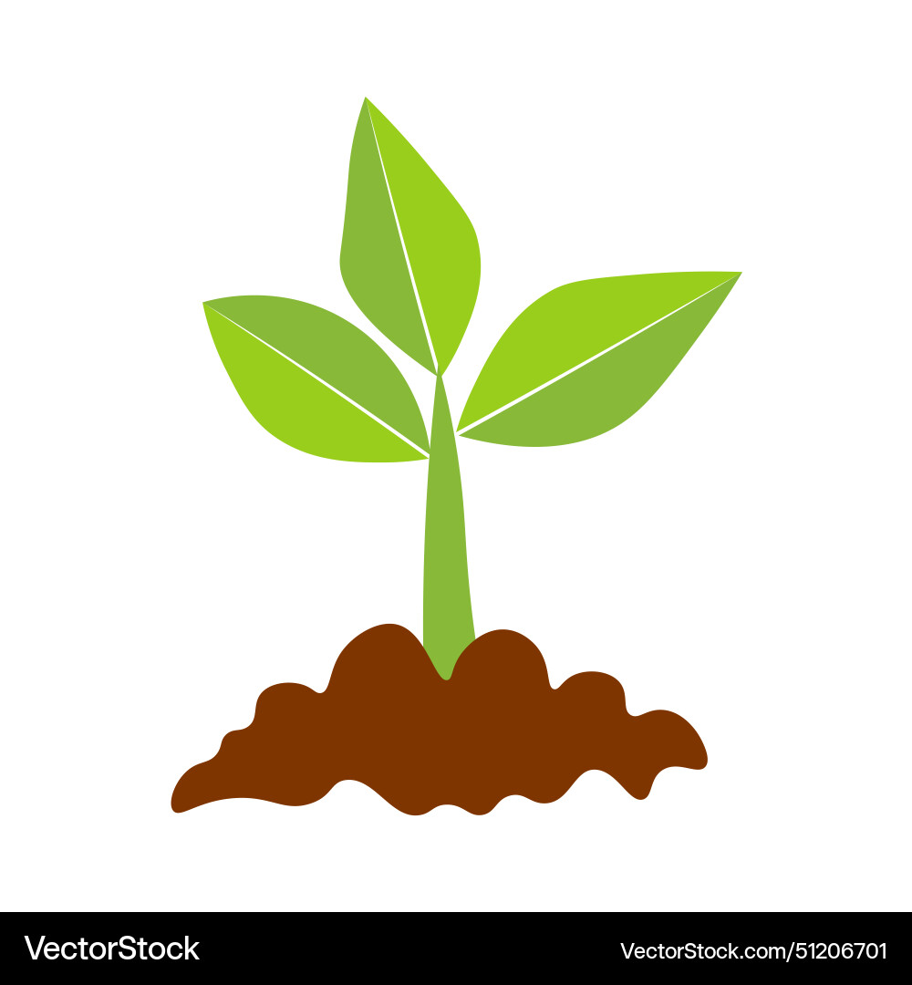 Grown plant with green leaves Royalty Free Vector Image
