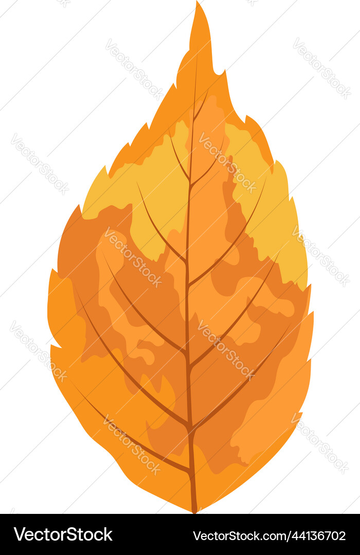 Ash-tree leaf Royalty Free Vector Image - VectorStock