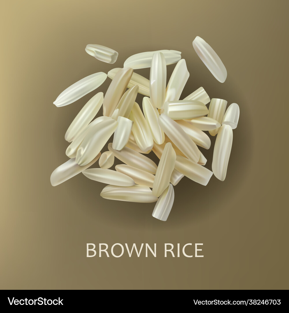 Grains brown rice Royalty Free Vector Image - VectorStock