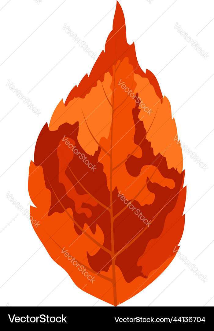 Ash-tree leaf Royalty Free Vector Image - VectorStock