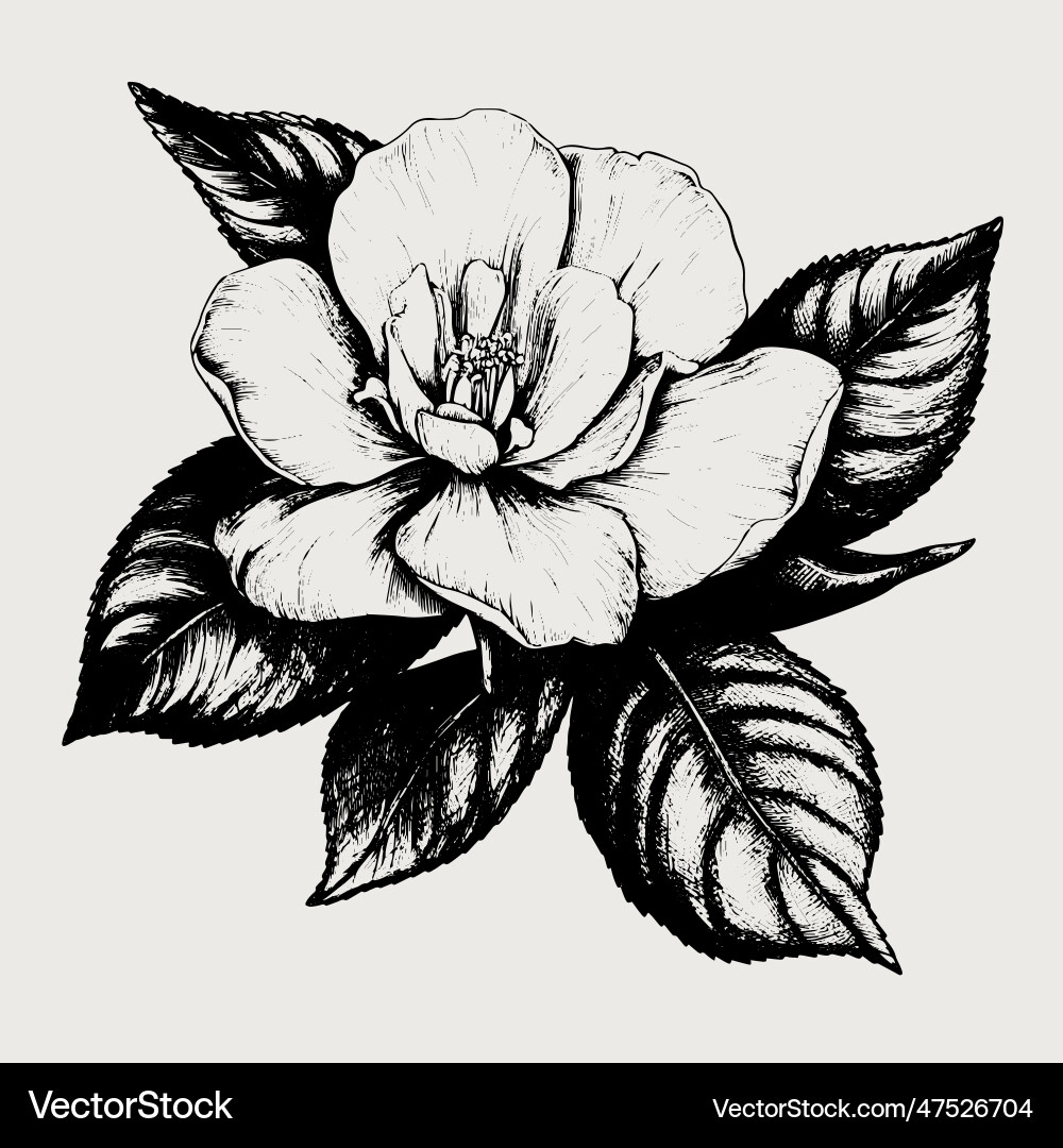Gardenia drawing isolated hand drawn object Vector Image