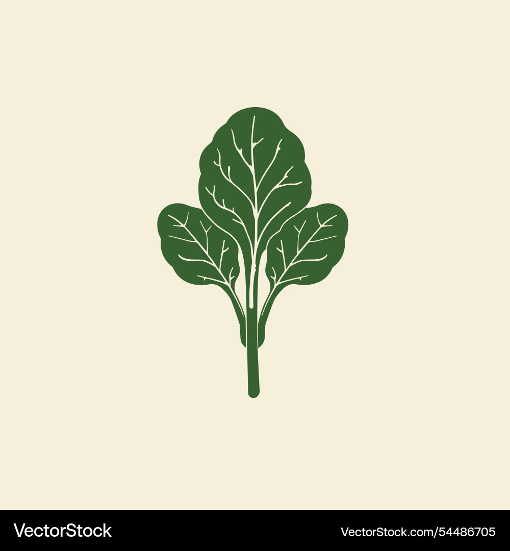 Fresh spinach leaves with detailed leaf veins Vector Image