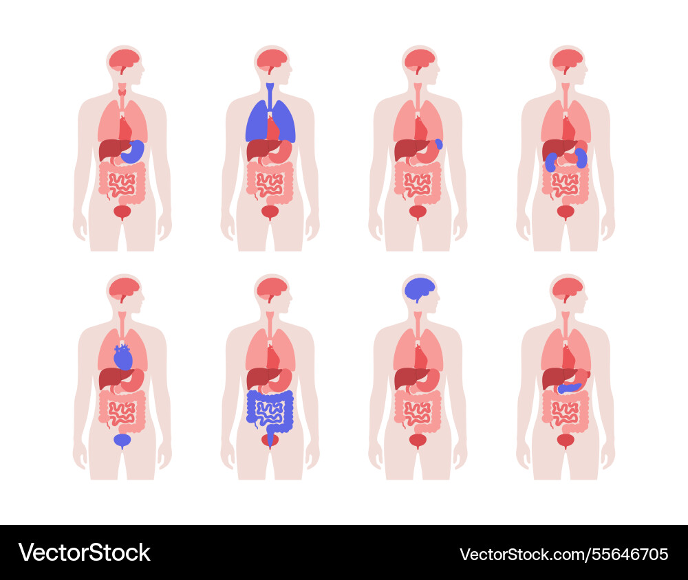 Human internal organs Royalty Free Vector Image