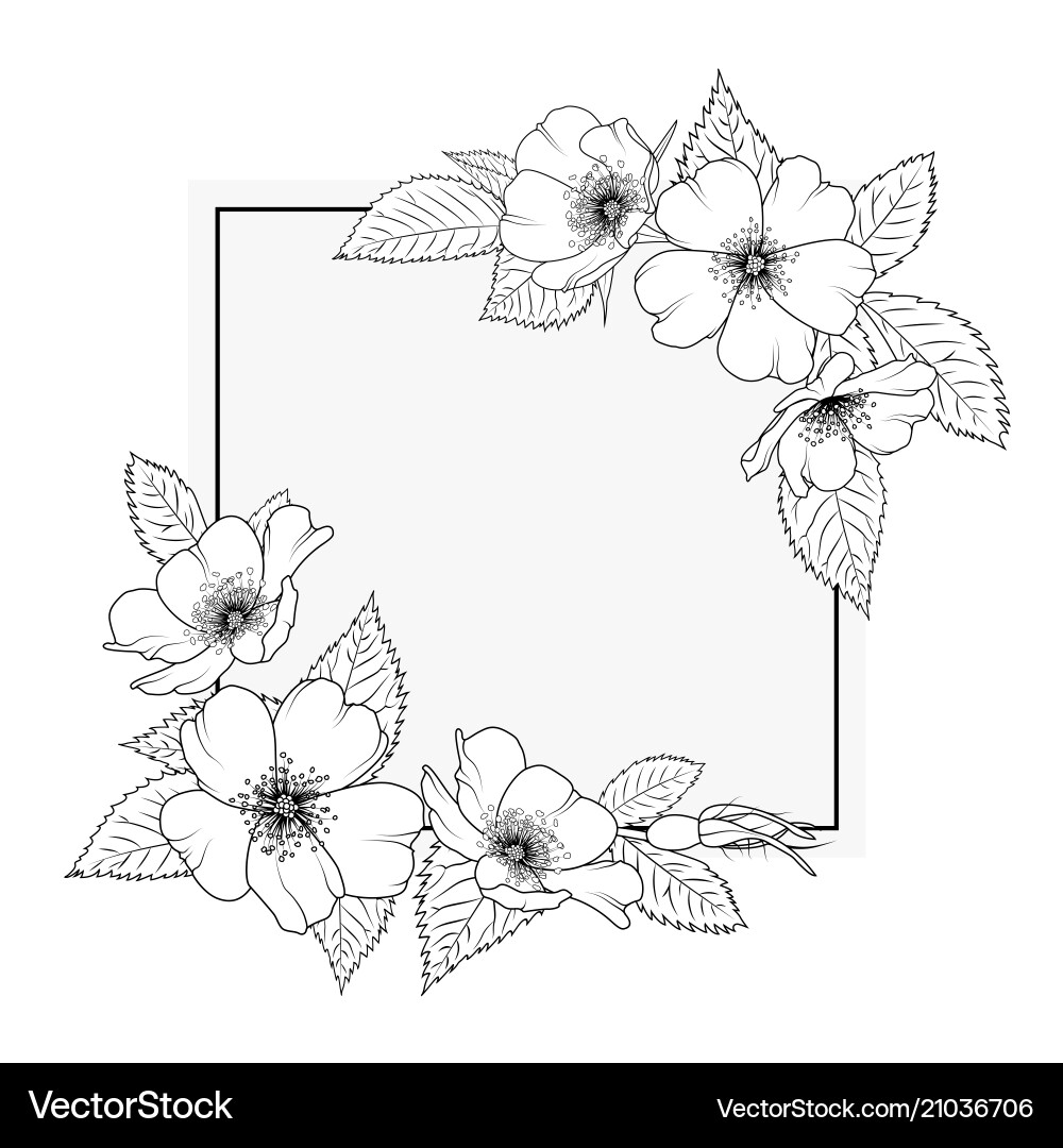 Wild Rose Rosa canina Blumen Rand Rahmen Vorlage Vektorbild