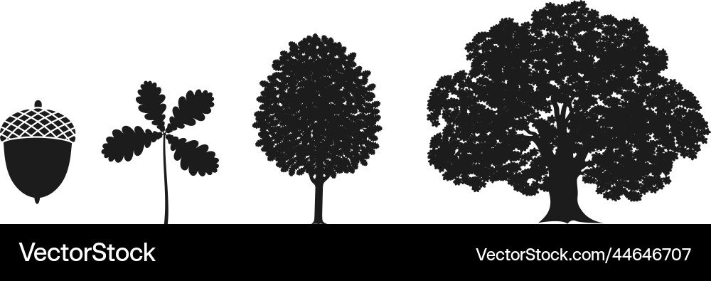 Oak growing stages Royalty Free Vector Image - VectorStock