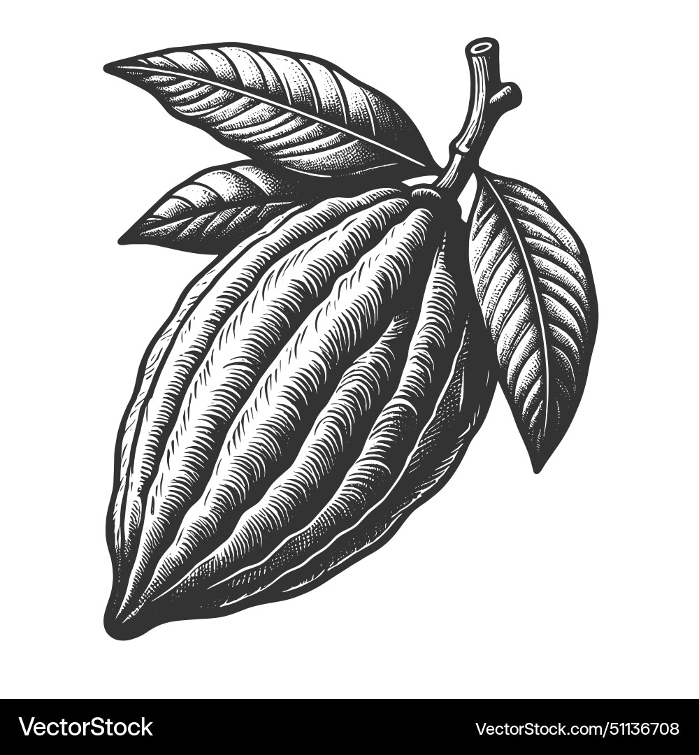 Cocoa pods and chocolate bar sketch Royalty Free Vector