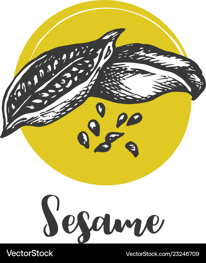 Sesame seed drawing hand drawn food Royalty Free Vector
