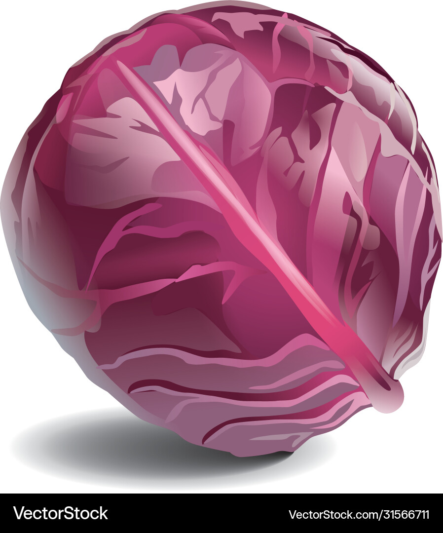 Red Cabbage Vector