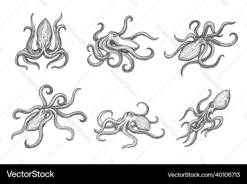 Pencil Octopus Drawings Vector Images (over 110)