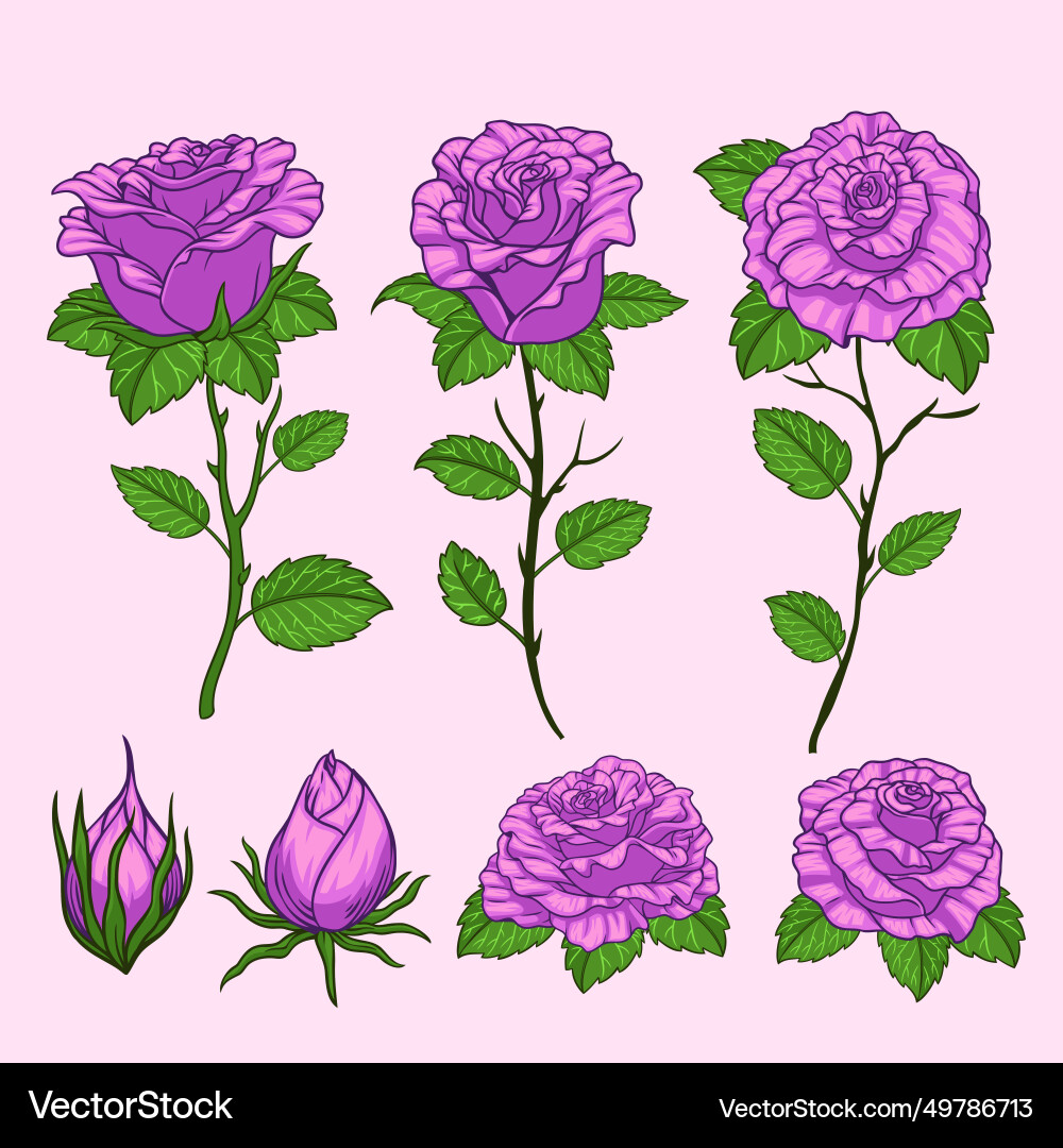 Purple roses flower hand drawn collection Vector Image