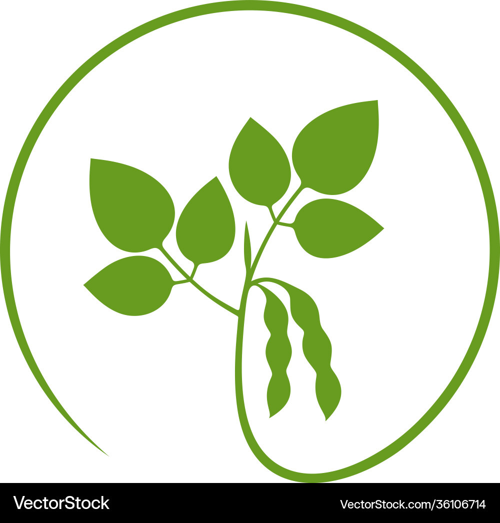 Soybean Royalty Free Vector Image - VectorStock