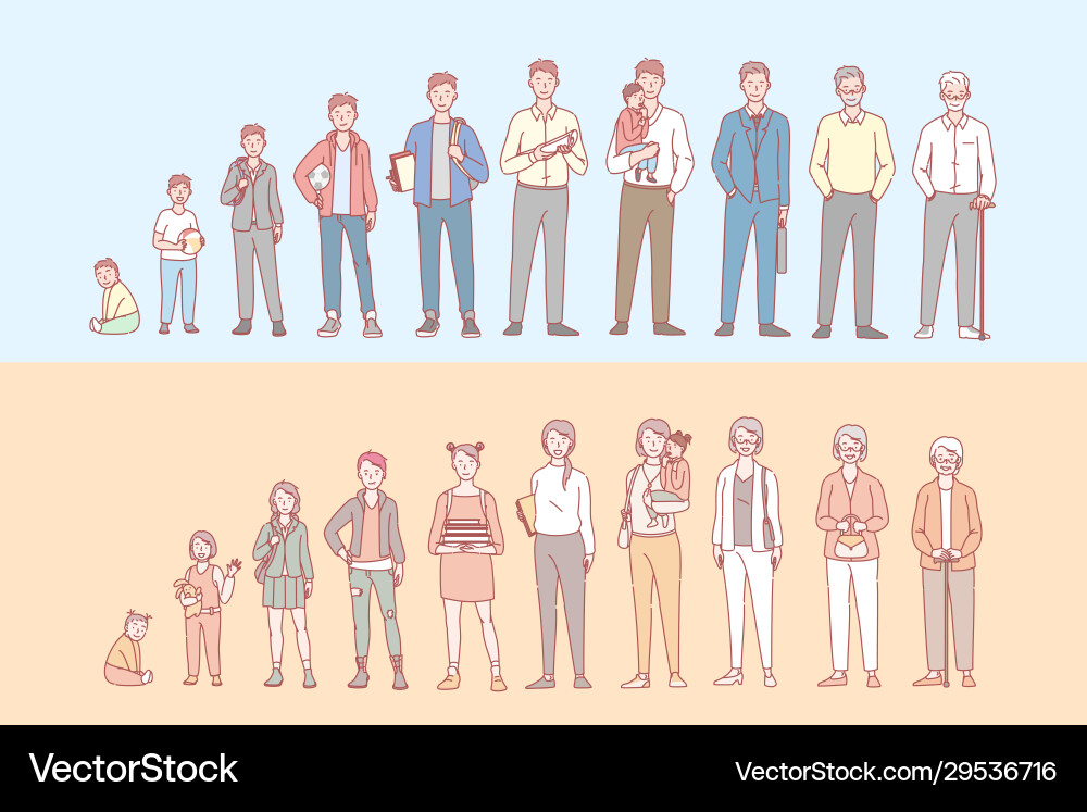 Human Life Stages Royalty Free Vector Image - VectorStock
