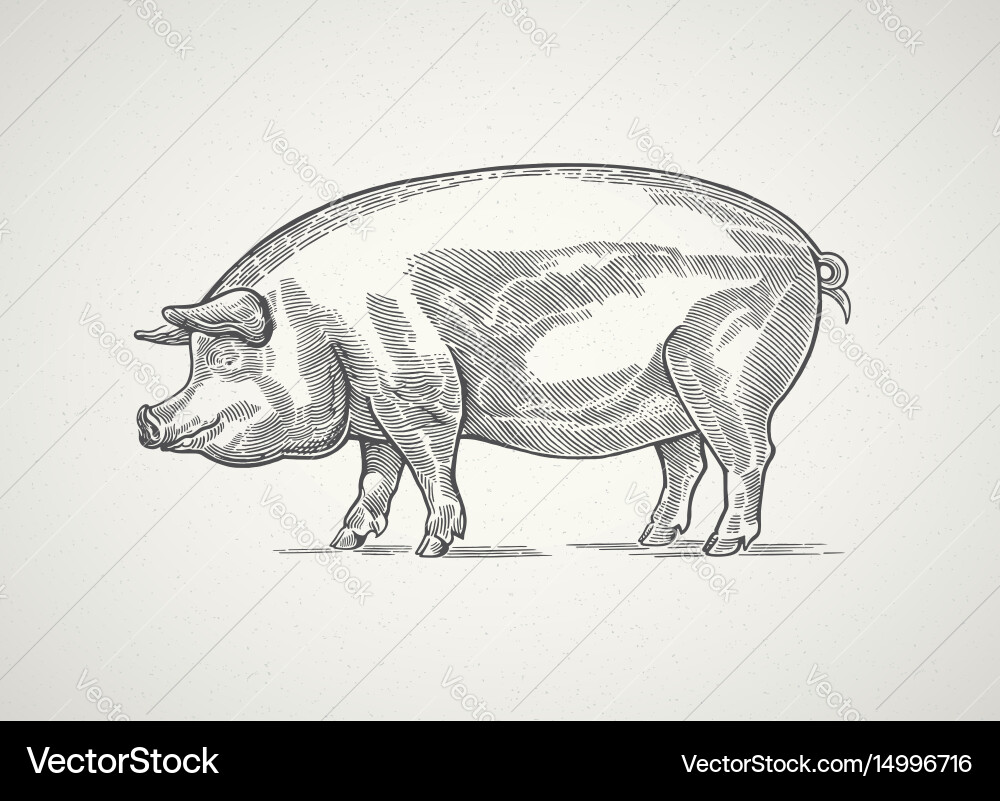 Pig Royalty Free Vector Image - VectorStock