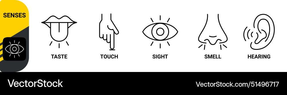 5 five types sense Royalty Free Vector Image - VectorStock