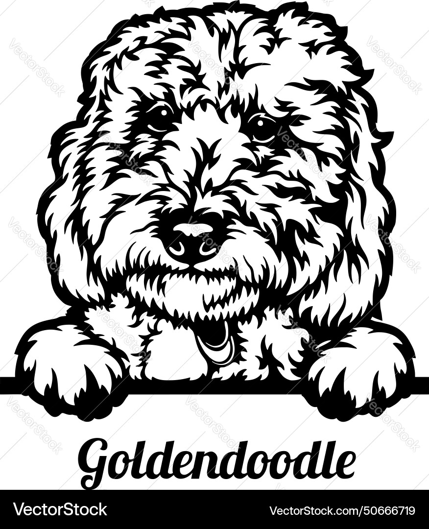 Goldendoodle dog - peeking breed pet Royalty Free Vector