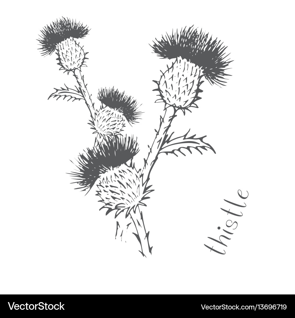 Thistle painted with hand Royalty Free Vector Image