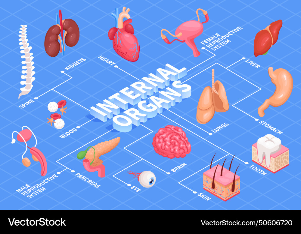 Human organs flowchart Royalty Free Vector Image