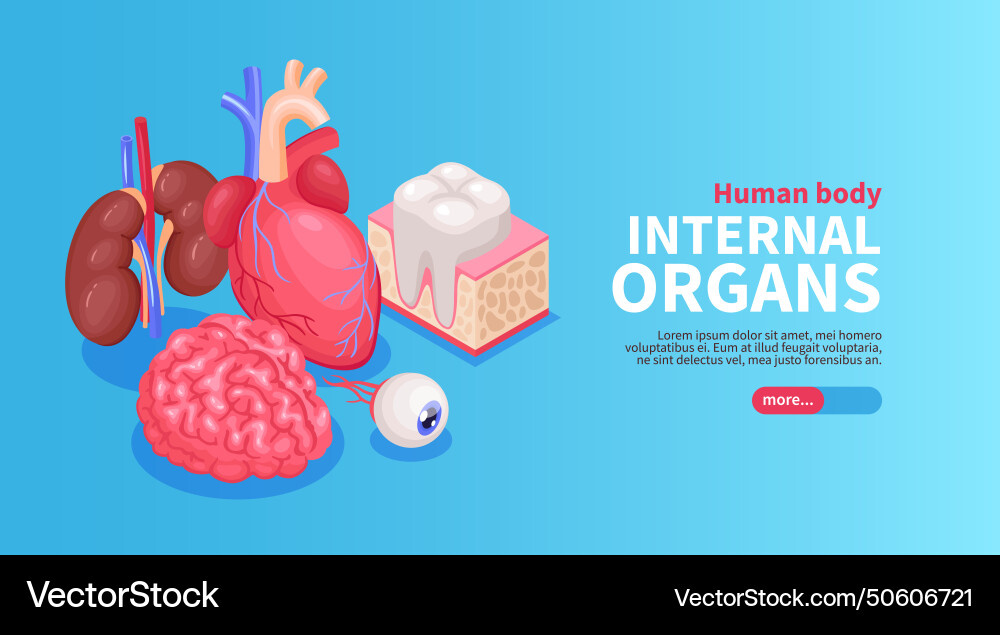 Internal organs poster Royalty Free Vector Image