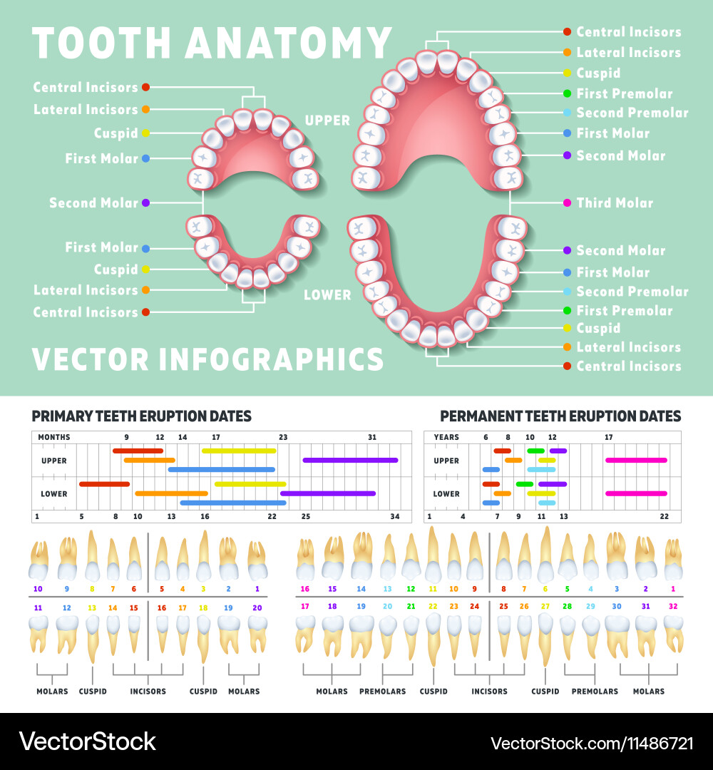 Orthodontist human tooth anatomy Royalty Free Vector Image