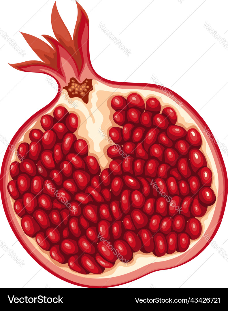 Pomegranate fruit Royalty Free Vector Image - VectorStock