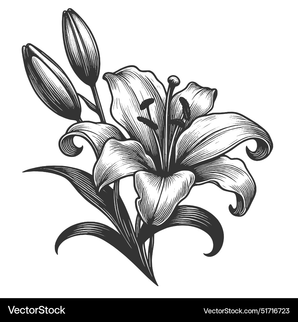 Elegant lily flower engraving Royalty Free Vector Image
