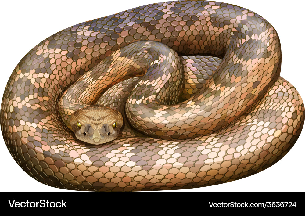 Rattlesnake Royalty Free Vector Image - VectorStock