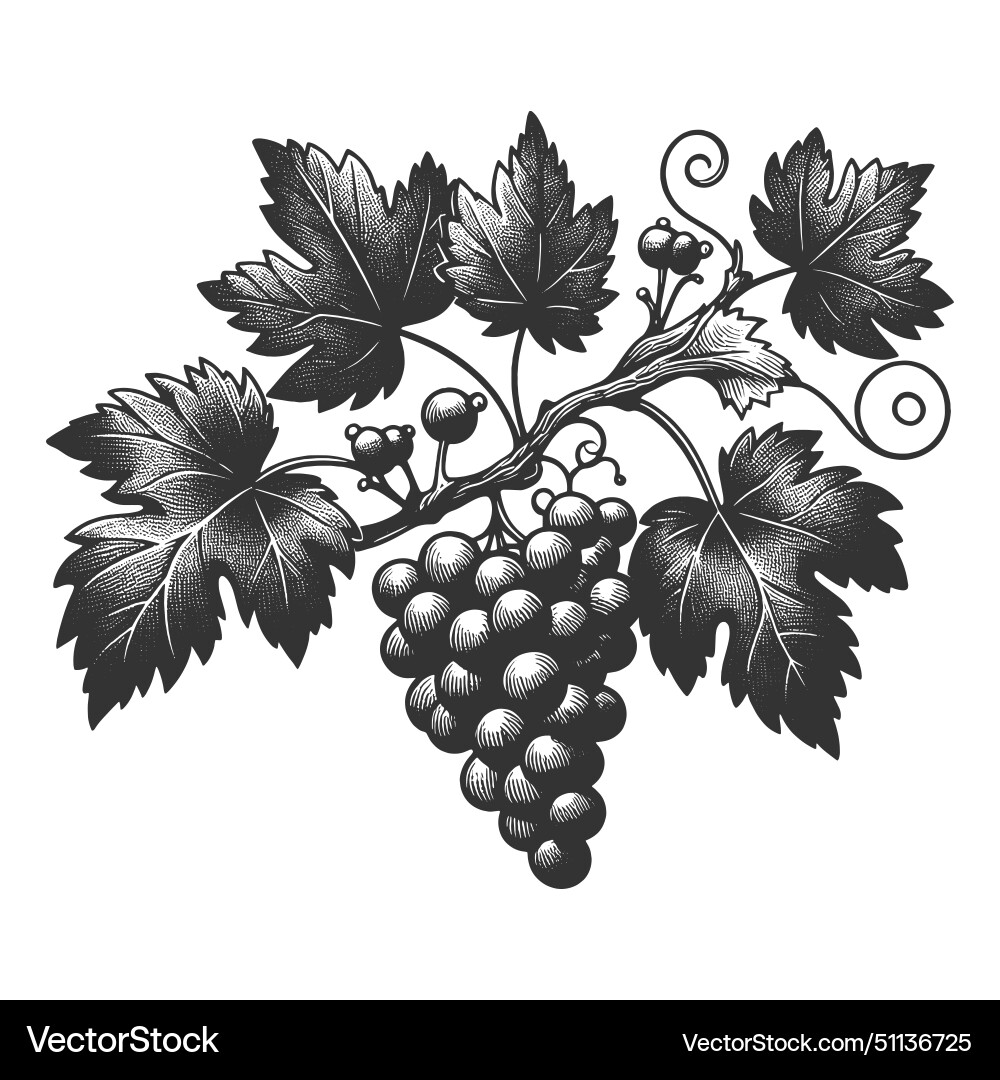 Bunch of grapes plant sketch Royalty Free Vector Image