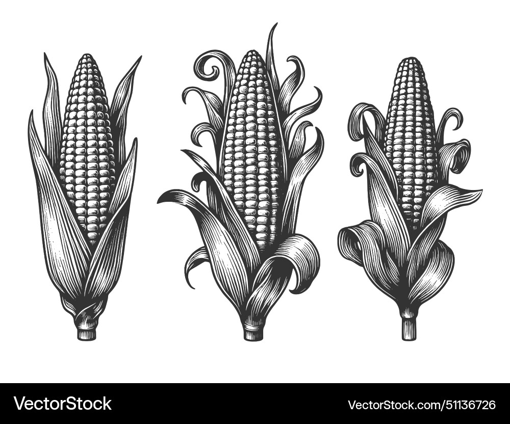 Ears of corn husks engraving Royalty Free Vector Image