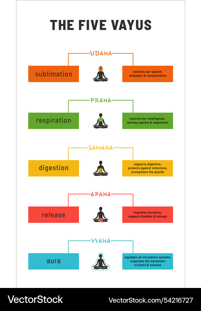 Five vayu in yoga infographic Royalty Free Vector Image