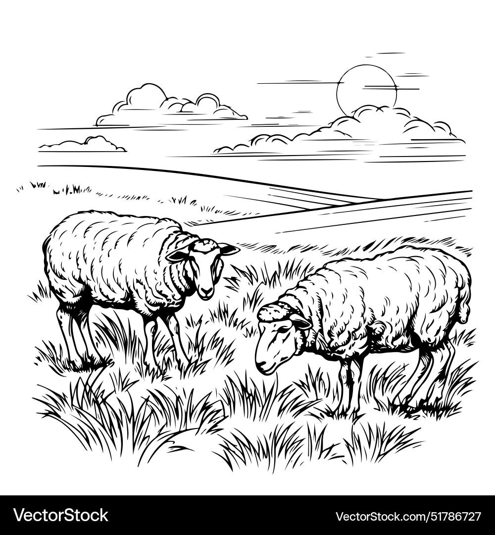 Sketch of sheep hand drawn Royalty Free Vector Image