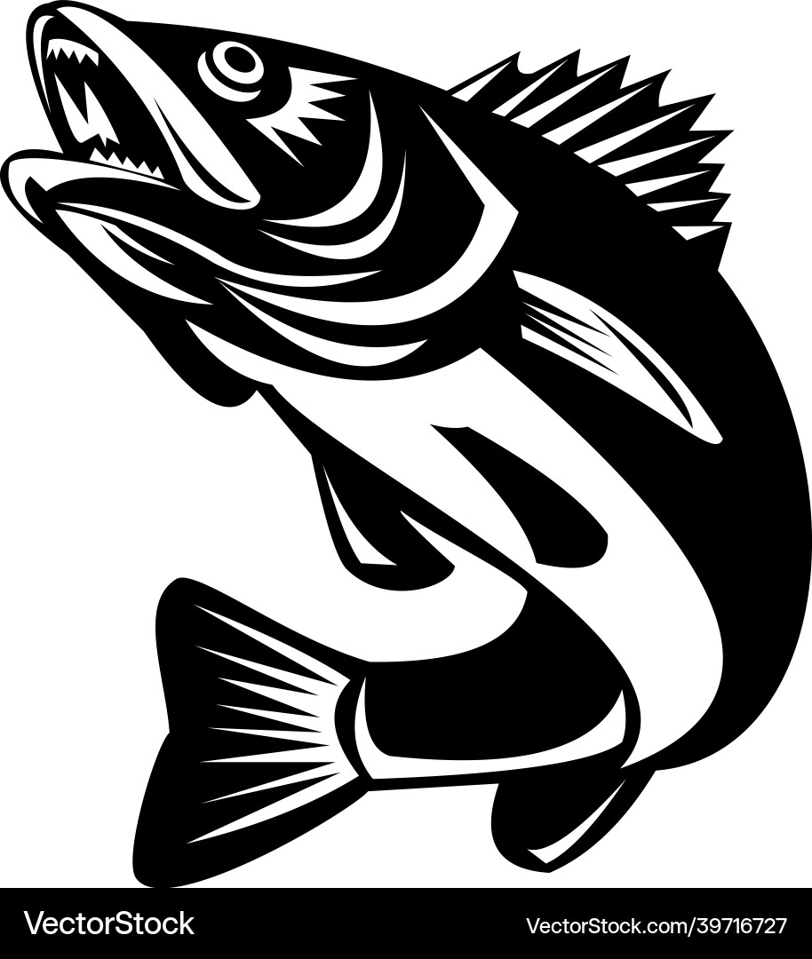 Walleye fish jumping isolated black and white Vector Image