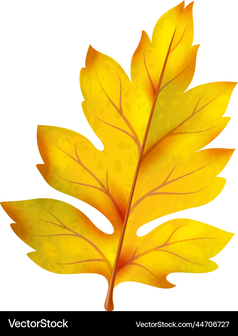 Yellow leaf realistic autumn foliage orange Vector Image