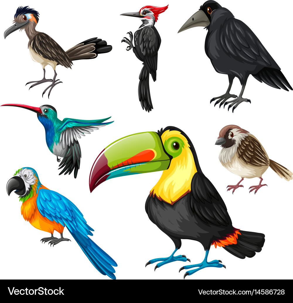Different types of wild birds Royalty Free Vector Image