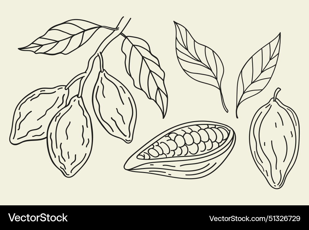 Cacao sketch doodle hand drawn line art Royalty Free Vector