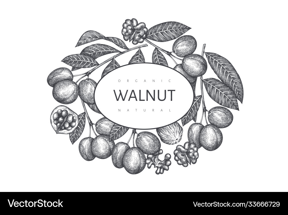Hand drawn sketch walnut design template organic Vector Image