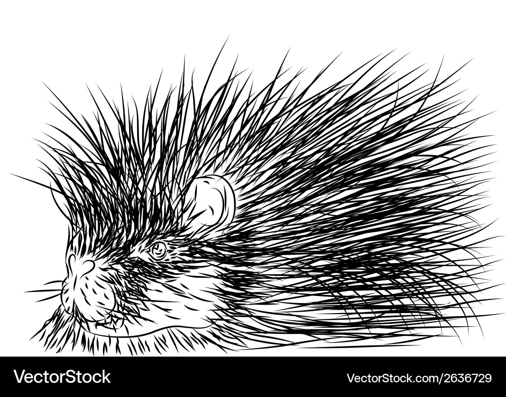 Porcupine Royalty Free Vector Image - VectorStock