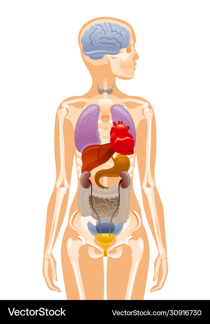 Female Anatomy Diagram Stock Photos Female Anatomy Anatomy Of The